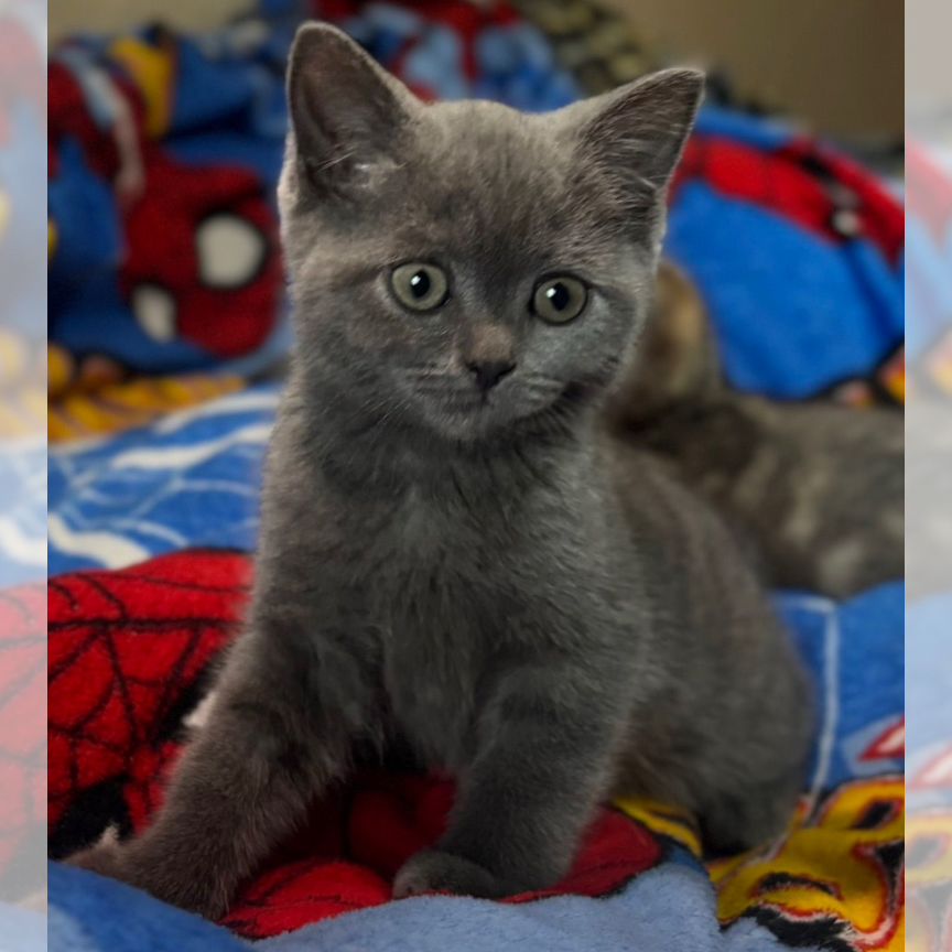 Шотландский прямоухий короткошёрстный котёнок