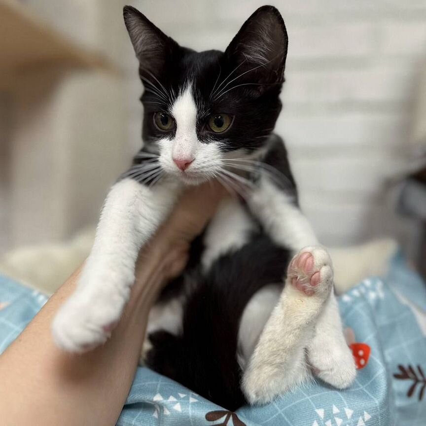 Котёнок в добрые руки