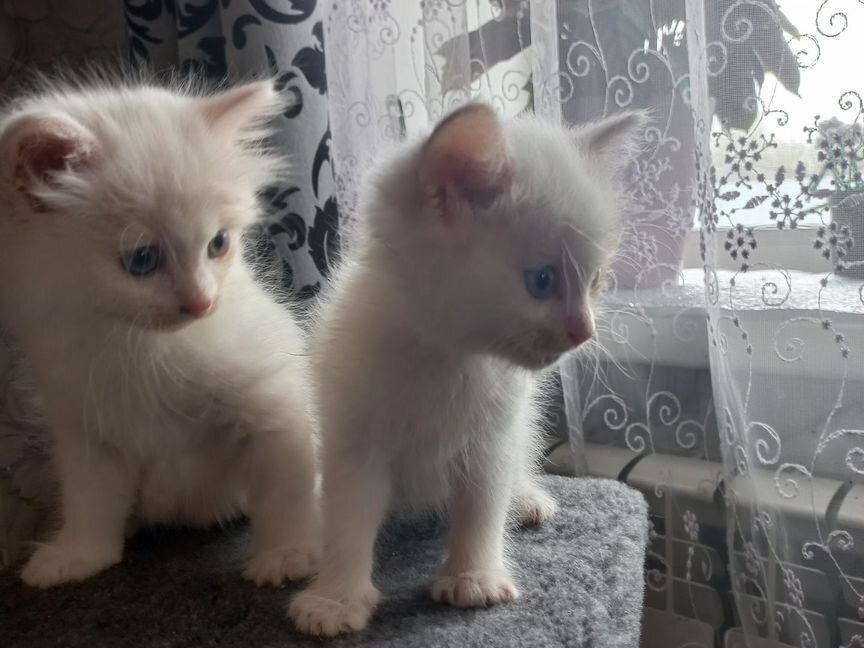 Котята турецкой ангоры