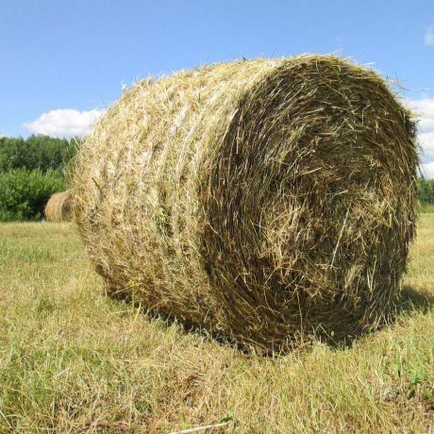 Продам сено в рулонах