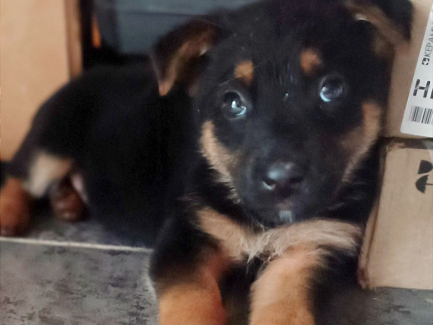 Мальчишка Помесь с Немецкой овчаркой