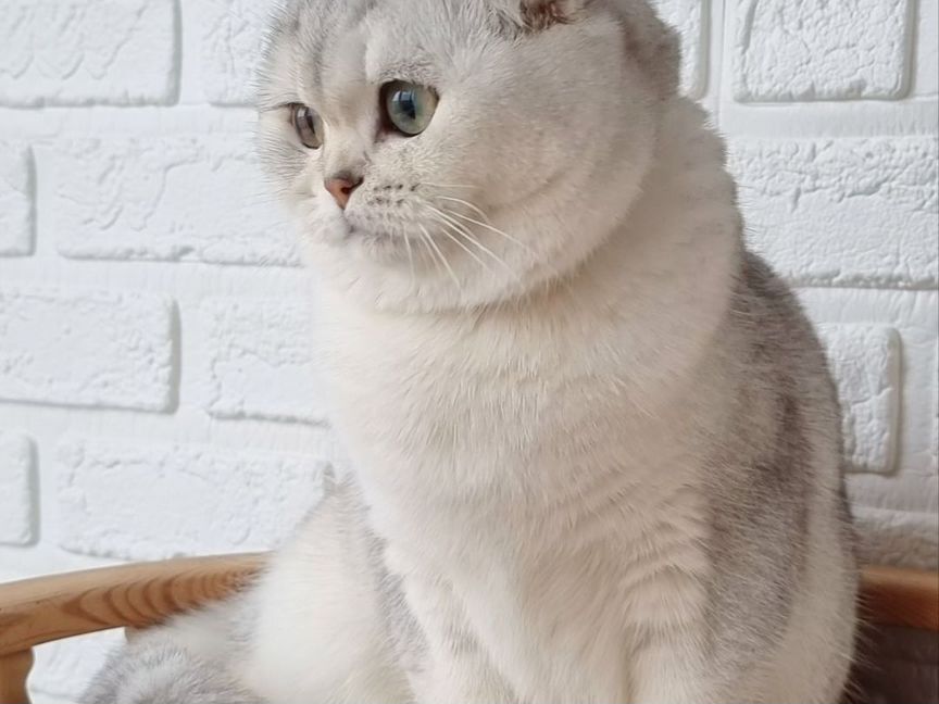 Шотландская вислоухая