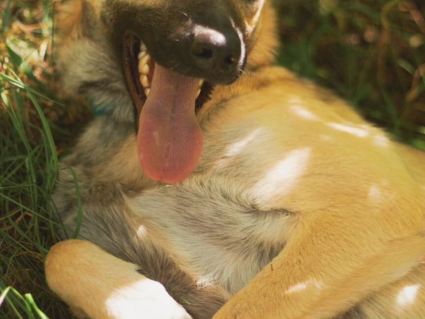 Чудесная Карамелька мечтает о доме