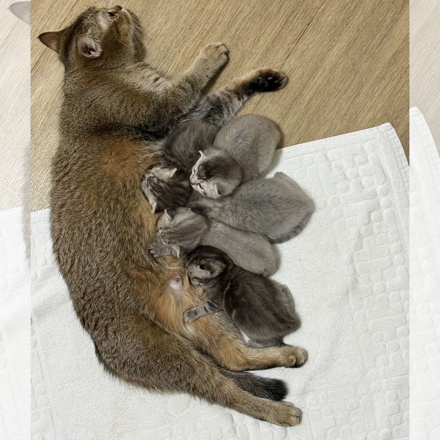 Шотландский прямоухий короткошёрстный котёнок