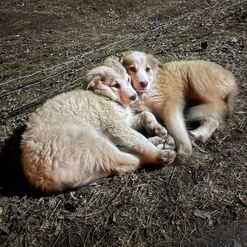 Бездомные щенки