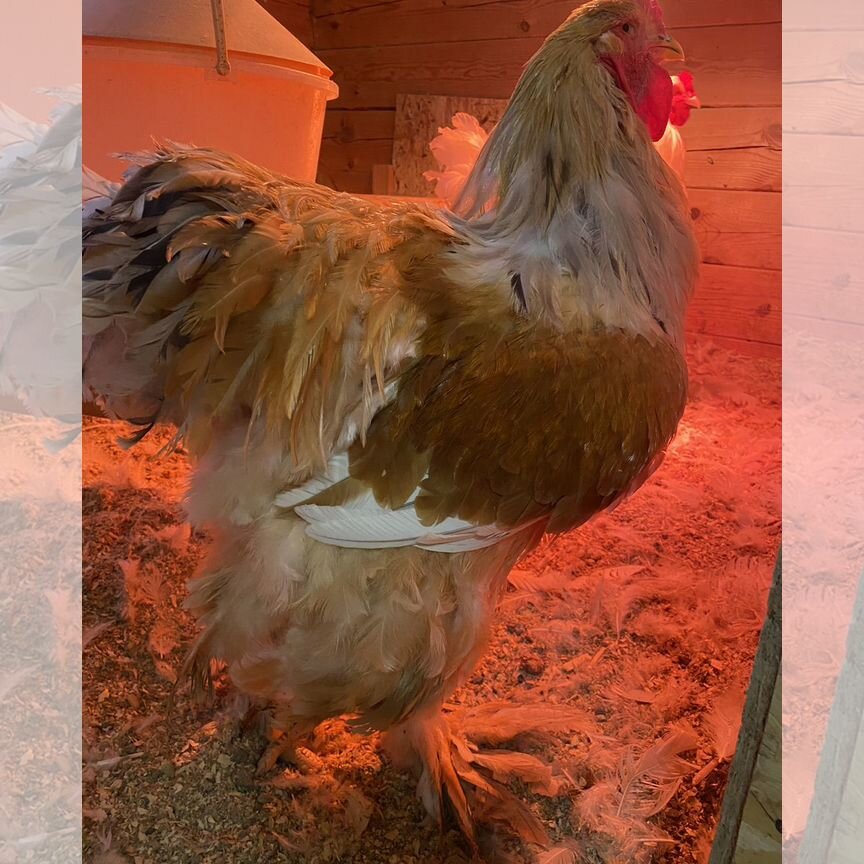 Петушки брама, сильверуд, минимясные палевые,белые