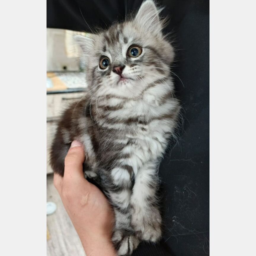 Котёнок