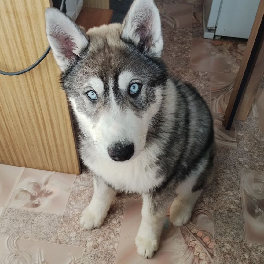 Сибирский хаски, щенок
