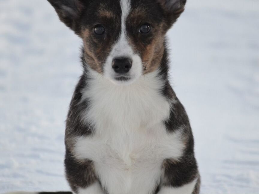 Вельш корги кардиган щенок