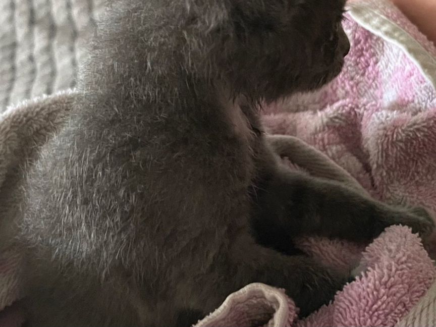 Котенок
