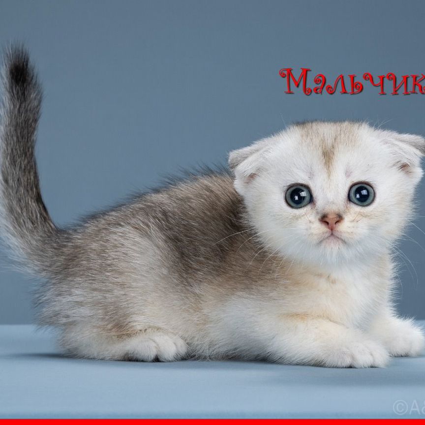 Шотландский вислоухий короткошёрстный котёнок