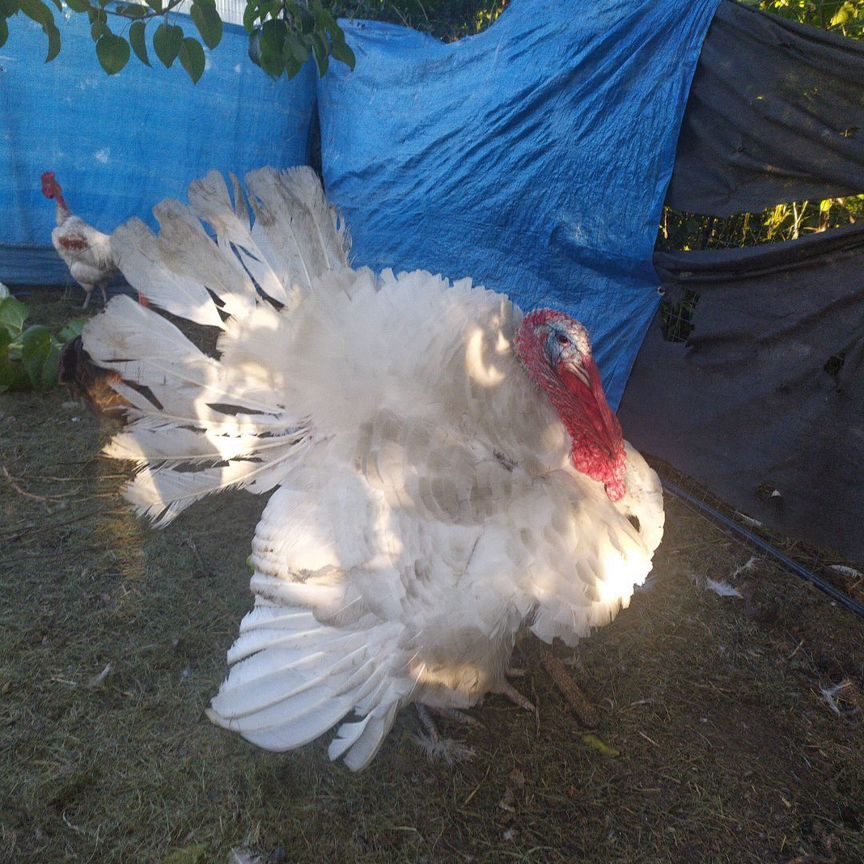 Индюк и 2 индюшки(семья)