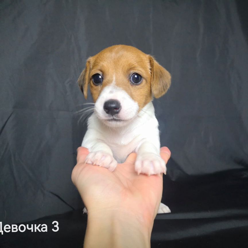 Щенки джек рассел терьер