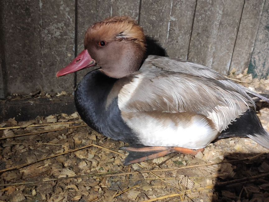 Декоративные утки