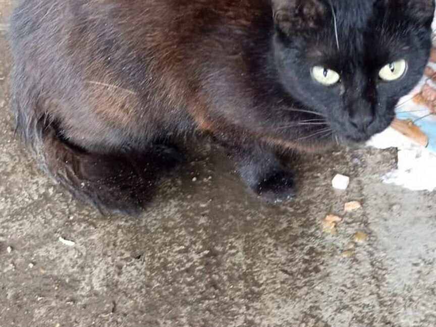 Кошечка,помесь бурманской