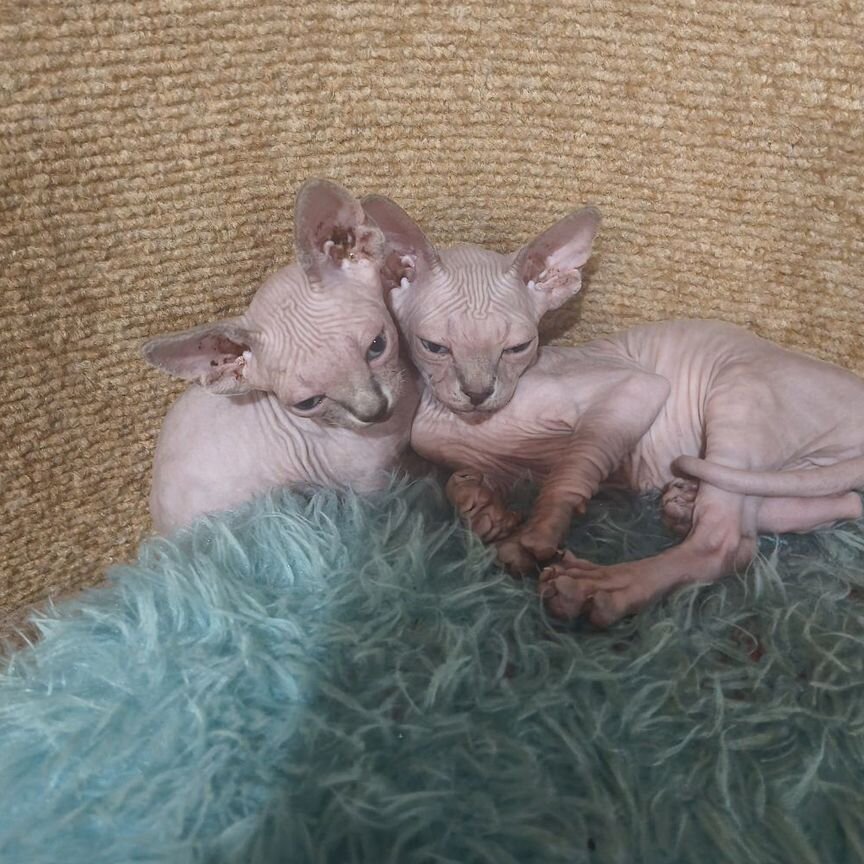 Котята