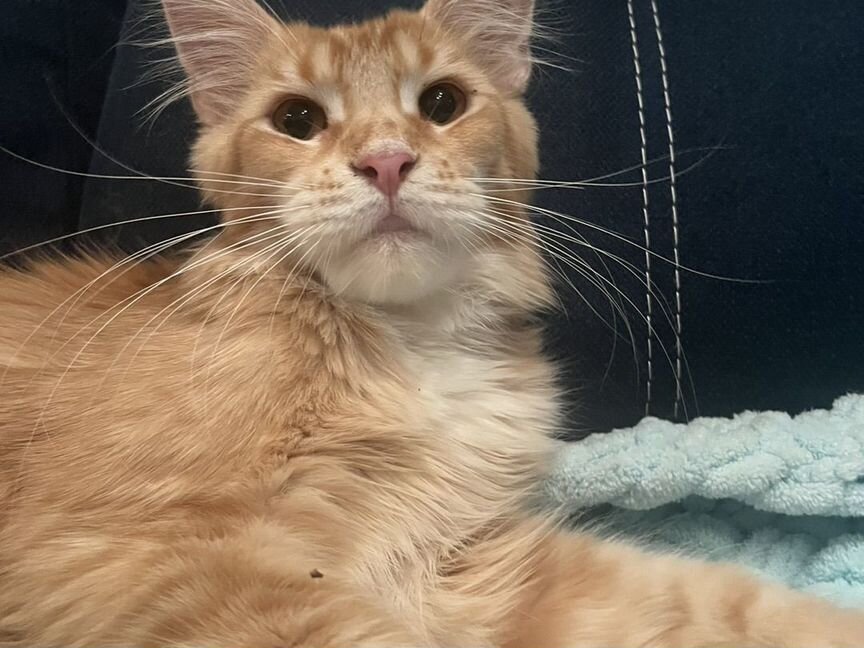 Мейн-кун полидакт