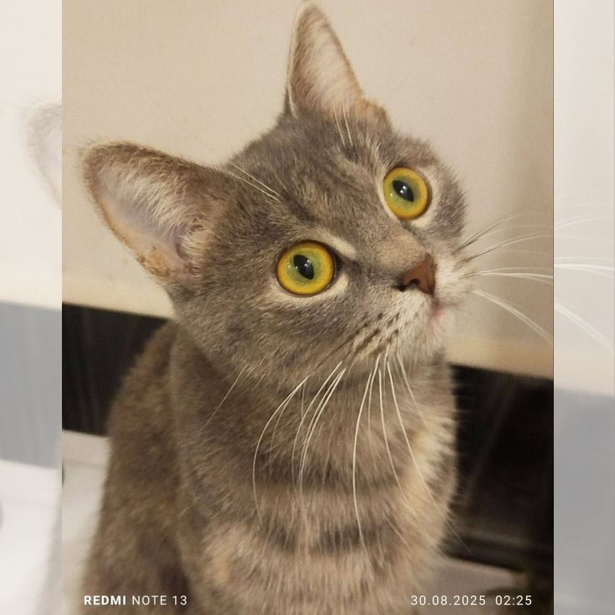 Взрослая, Девочка кошка в добрые руки