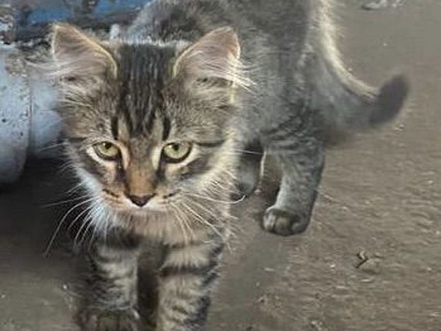 Ищем дом котенку