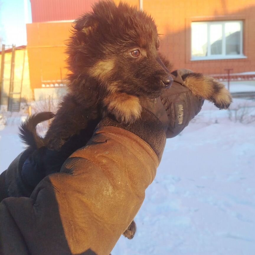 Щенок в добрые руки