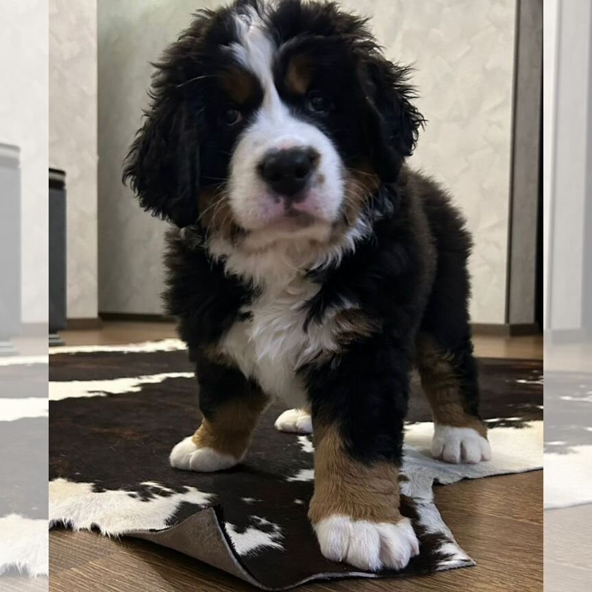 Бернский зенненхунд