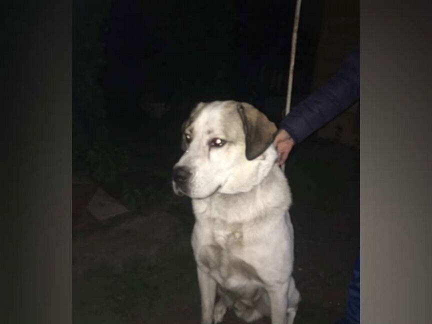Алабай для вязки