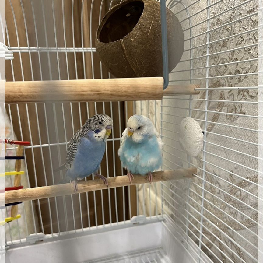 Волнистые попугайчики