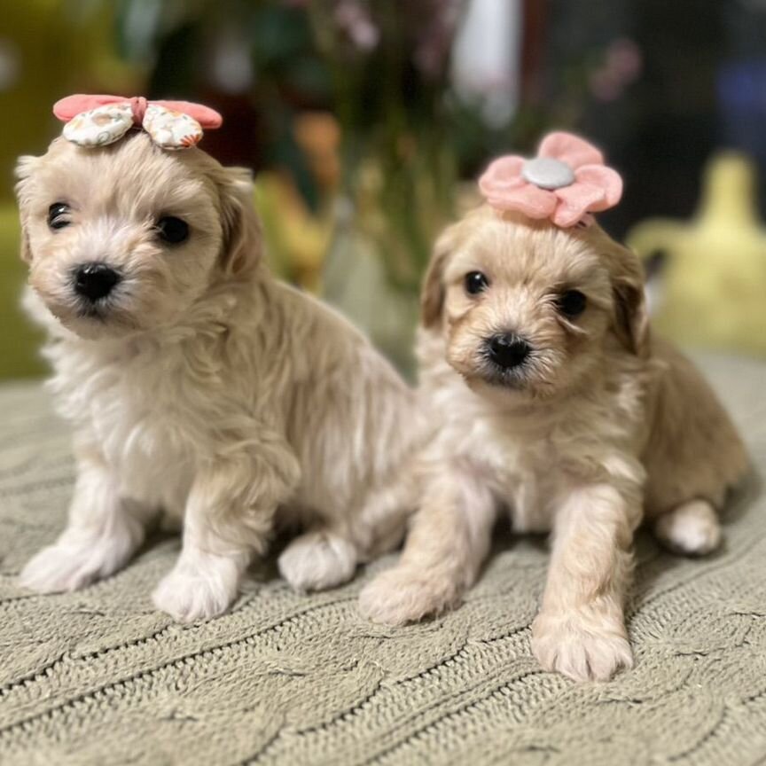 Мальтипу, щенок