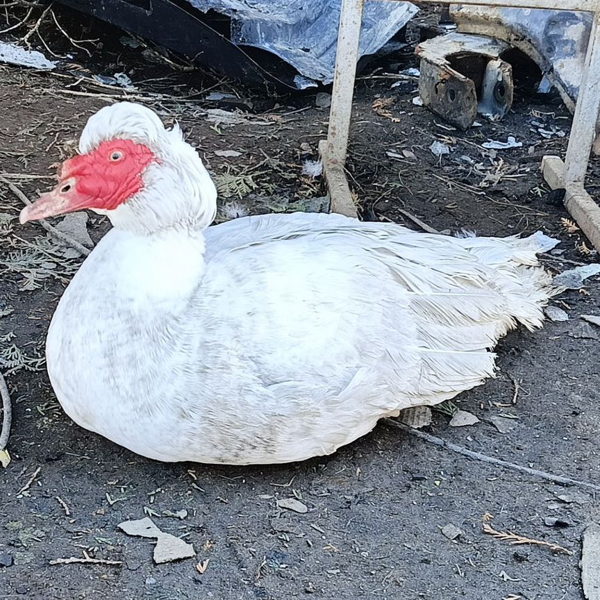 Мускусные утки