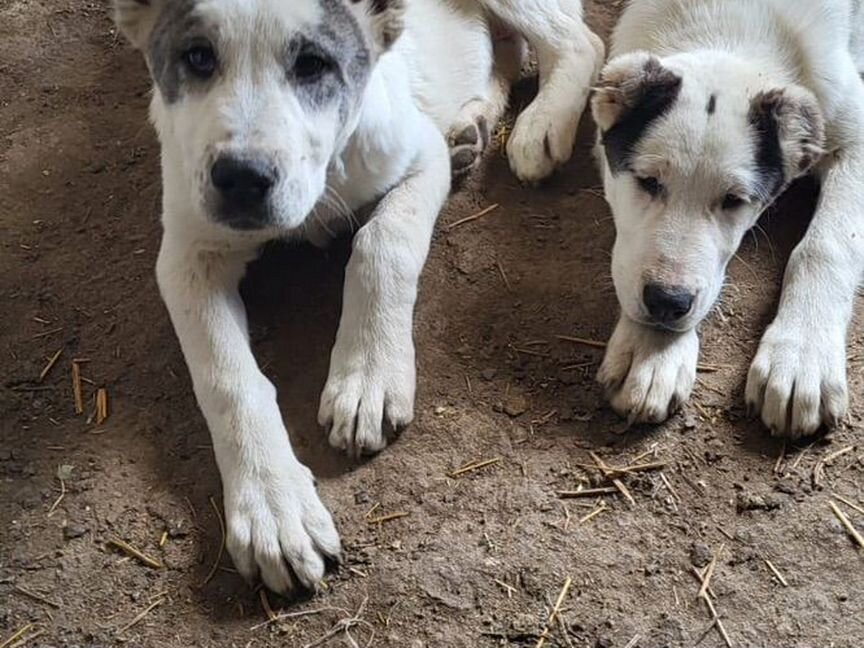 Щенки алабая