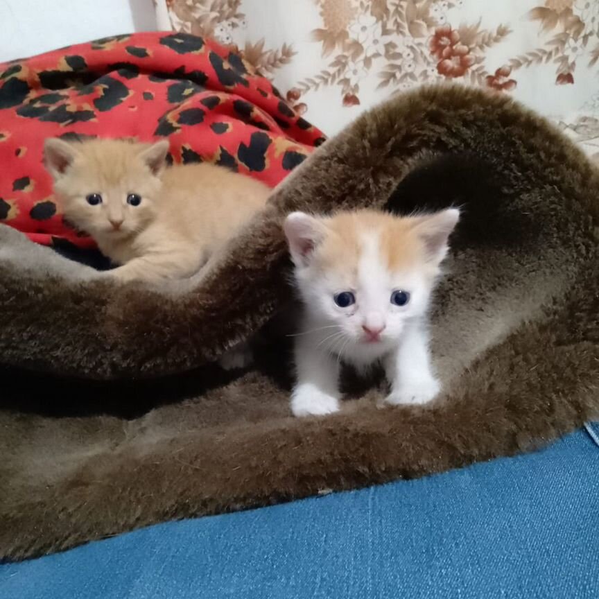 Котята в добрые руки бесплатно