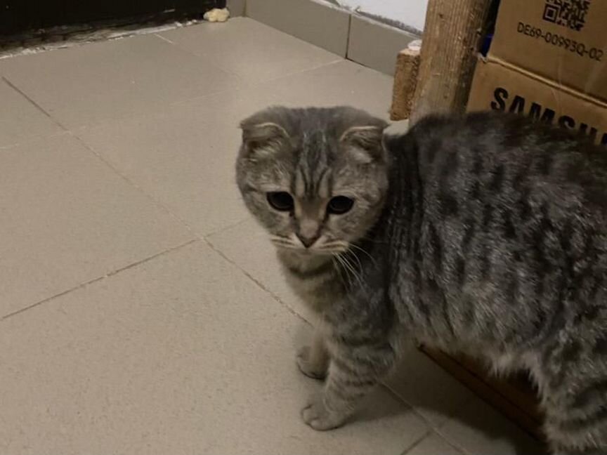 Котик замерзнет зимой Шотландская