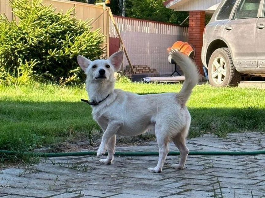 Маленькая собака в добрые руки