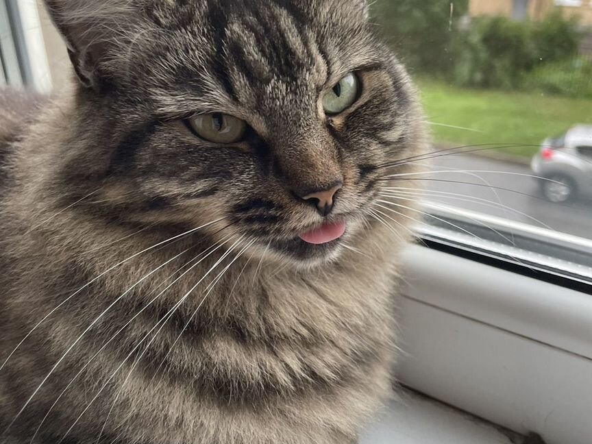 Кошки в добрые руки