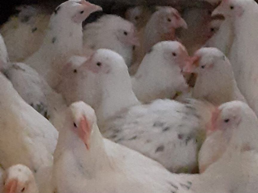 Куры молодки коралл