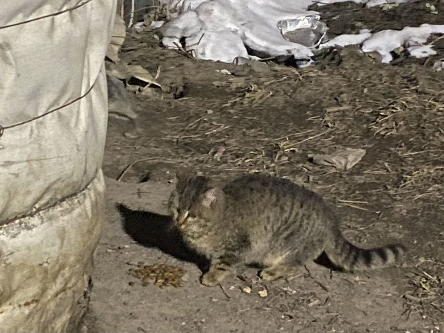 Кот в добрые руки