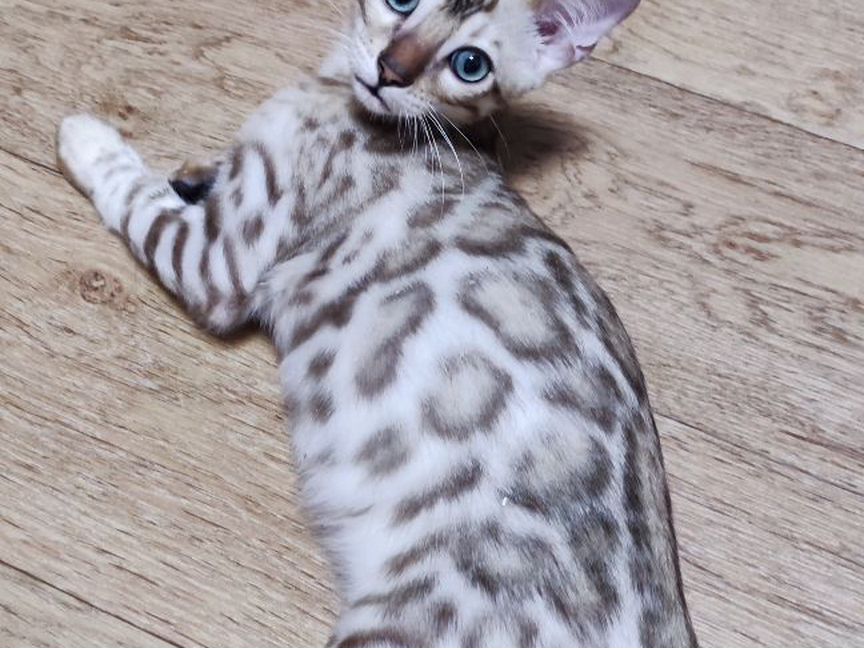 Бенгальчик - Мальчик