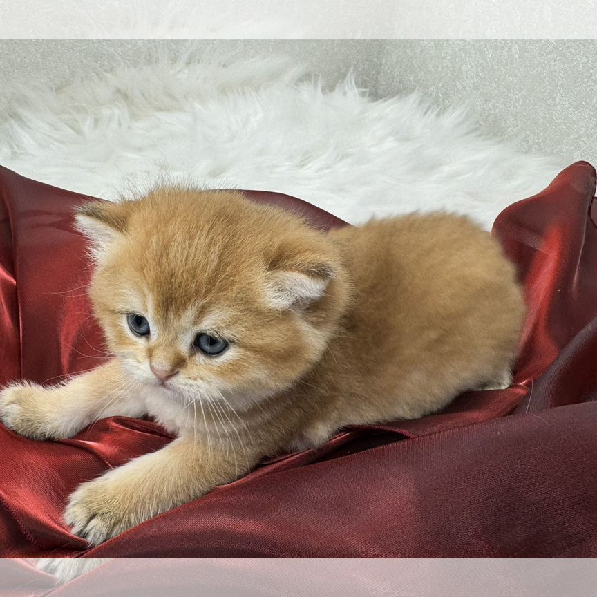 Котята британская золотая шиншилла