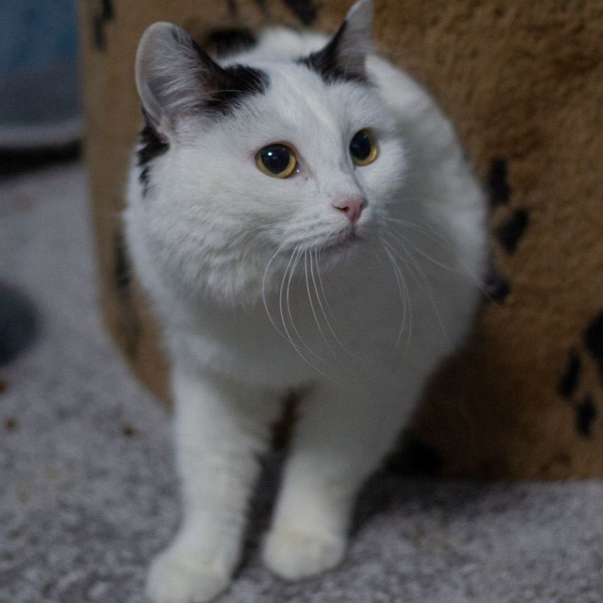 Взрослая, кошка в добрые руки