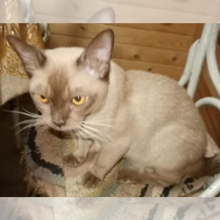 Котята европейской бурмы