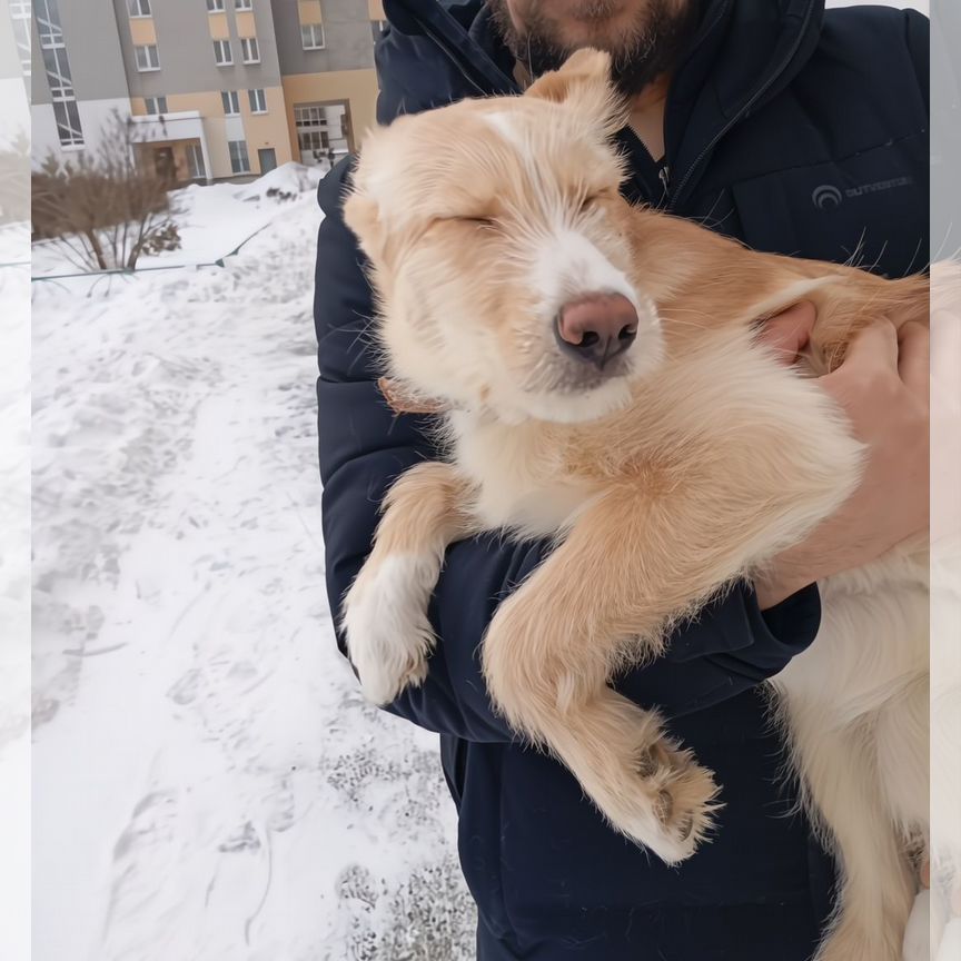 Щенок в добрые руки