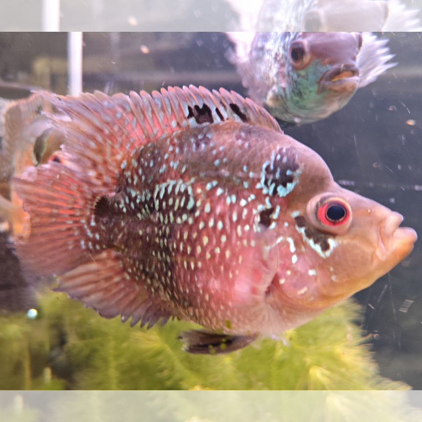 Рыбка Фловер Хорн