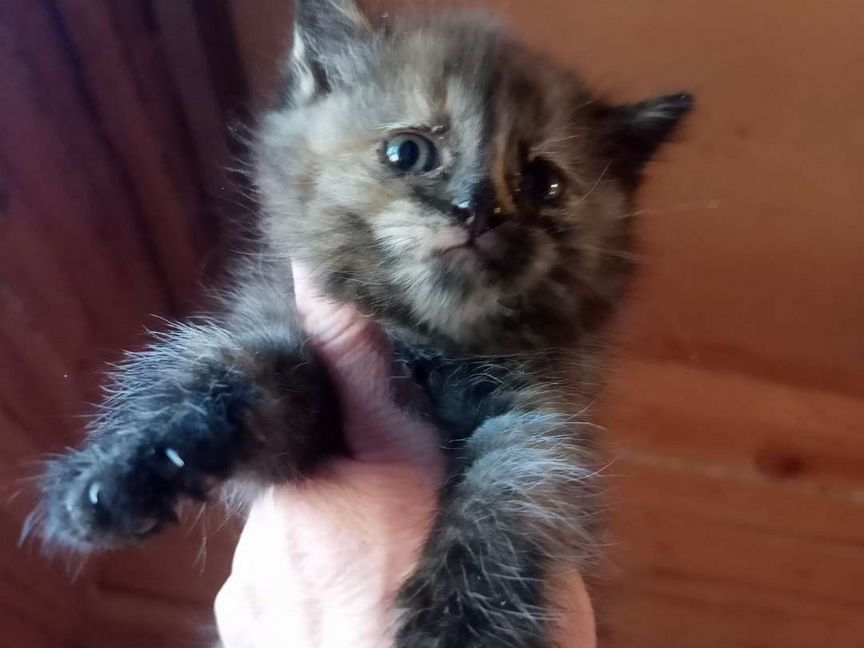 Красивый нежный котёнок