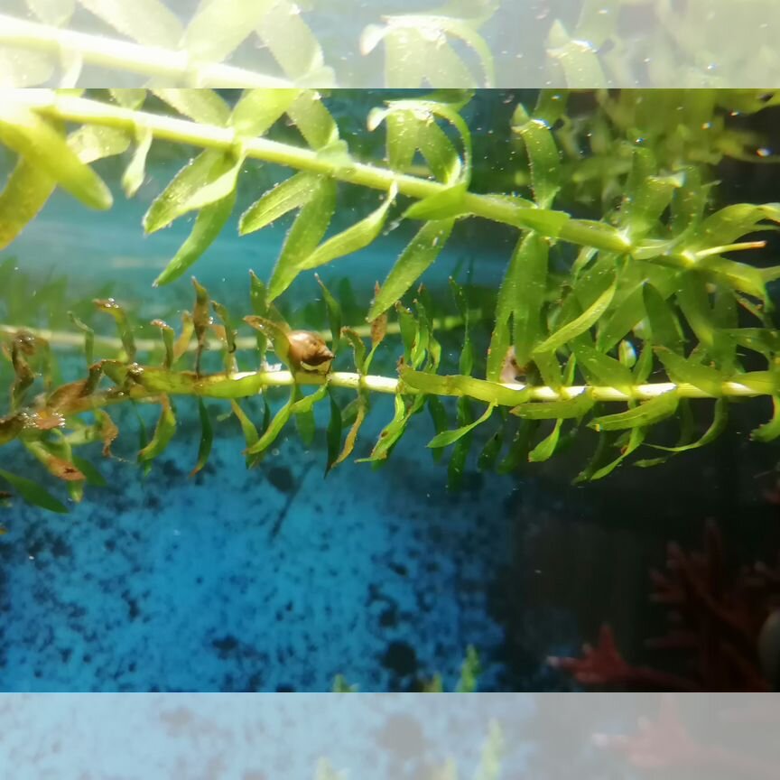 Ампулярия коричневая