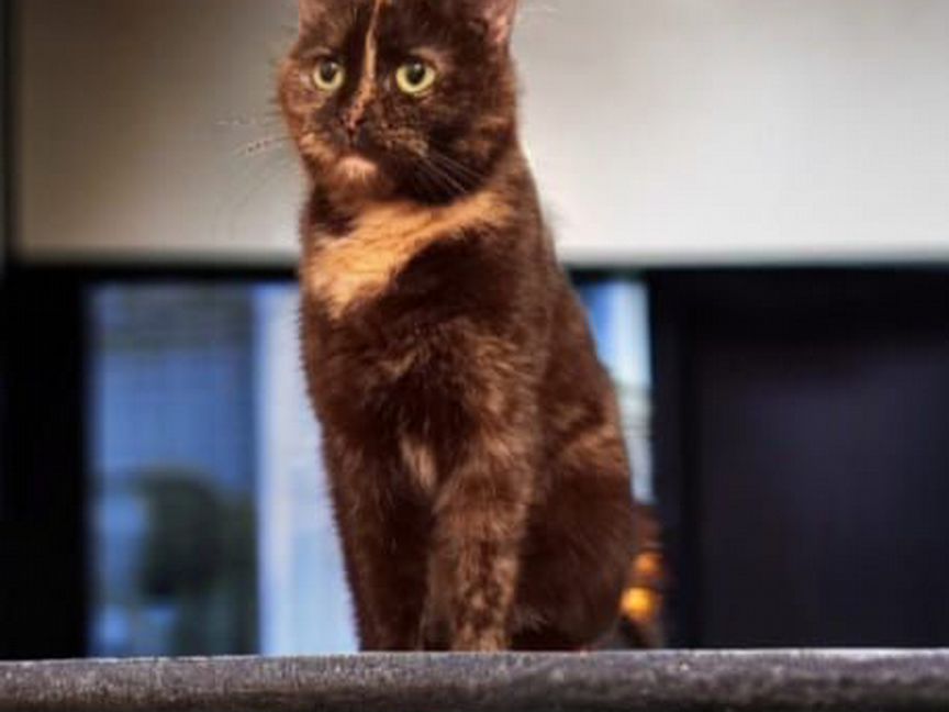 Шоколадке очень одино и грустно