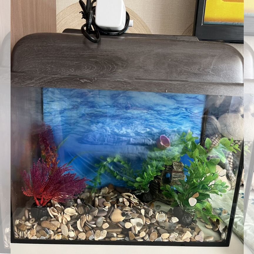 Аквариум 20