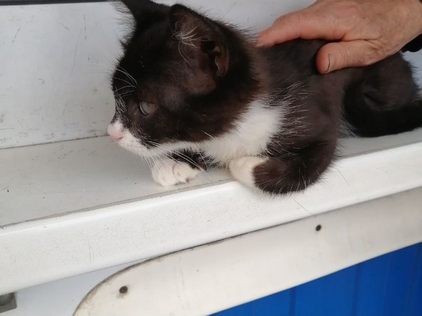 Котята в добрые руки бесплатно коты