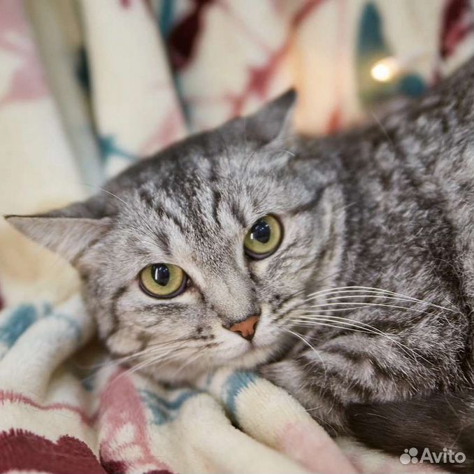 Осторожная кошка Морошка ищет самых добрых людей