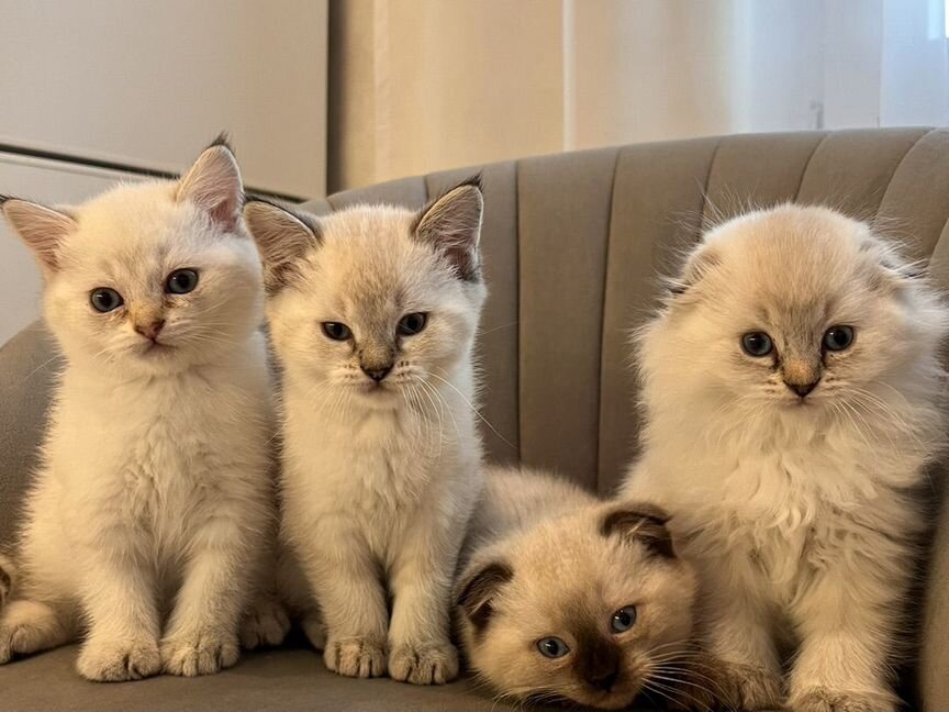 Котята тайские шотландцы 2 месяца