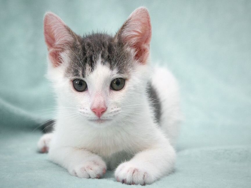 Маленький котёнок, ласковый топотушка ищет семью